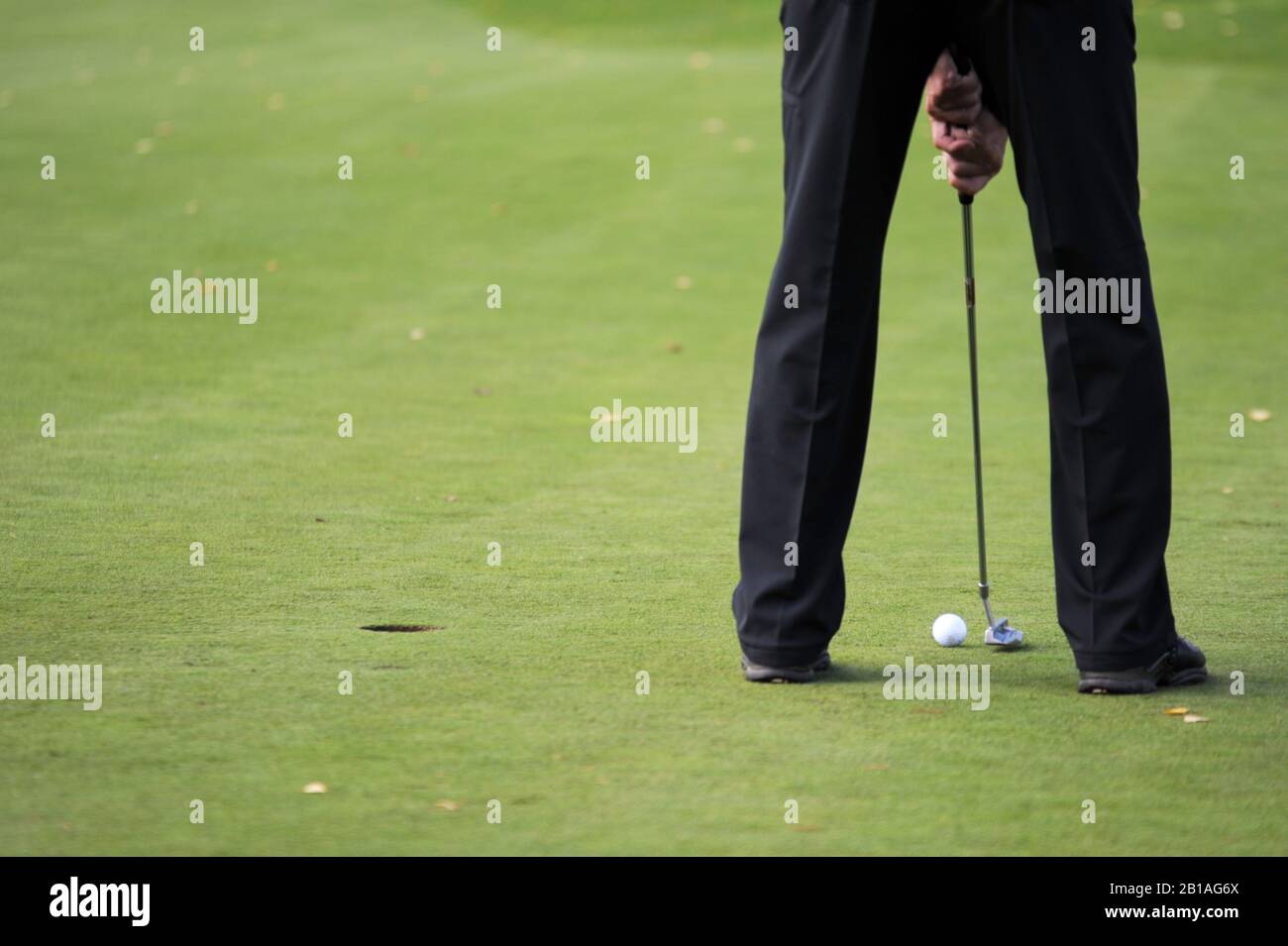 Man putting on golf green Stock Photo - Alamy