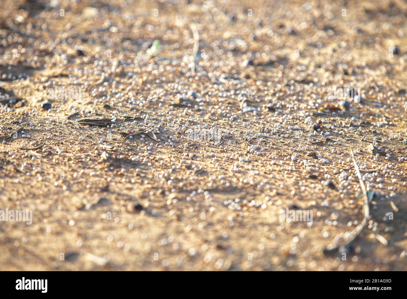 Fertilizer balls over olive plantation soil. Selective focus Stock ...