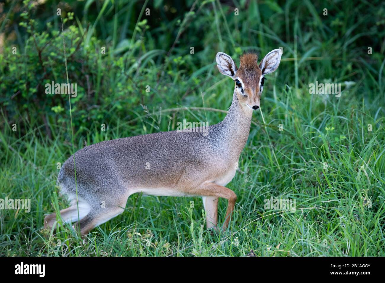 profile of a small dik dik antelope looking at the camera in the Masai ...
