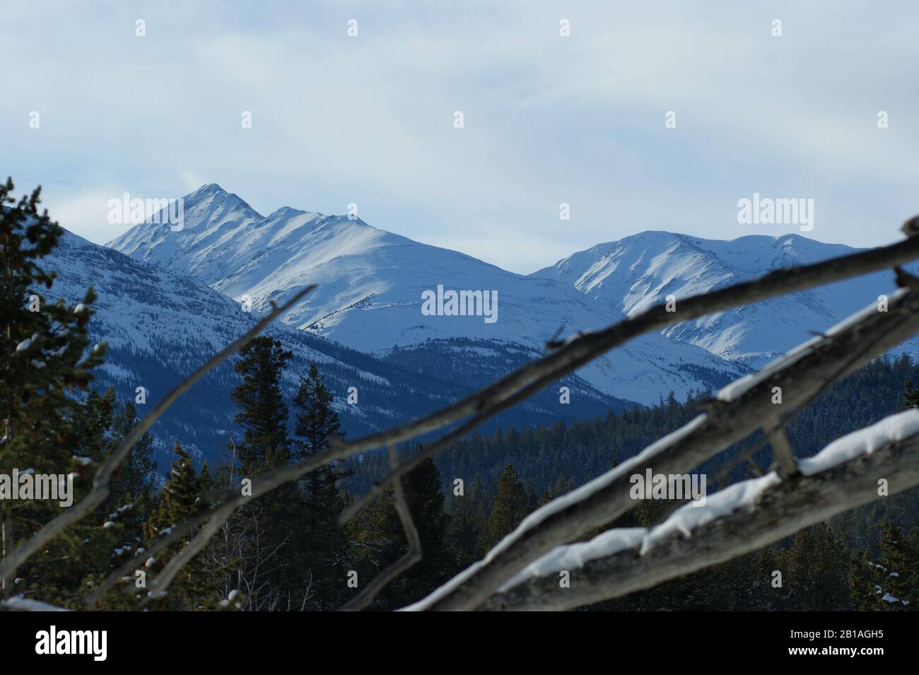 Branches of tree in front of mountains Stock Photo - Alamy