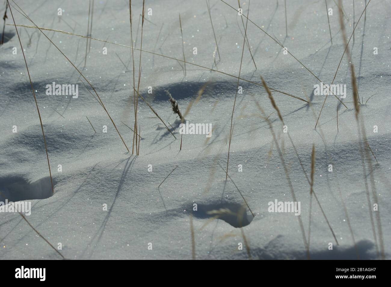 Grass through the snow Stock Photo - Alamy