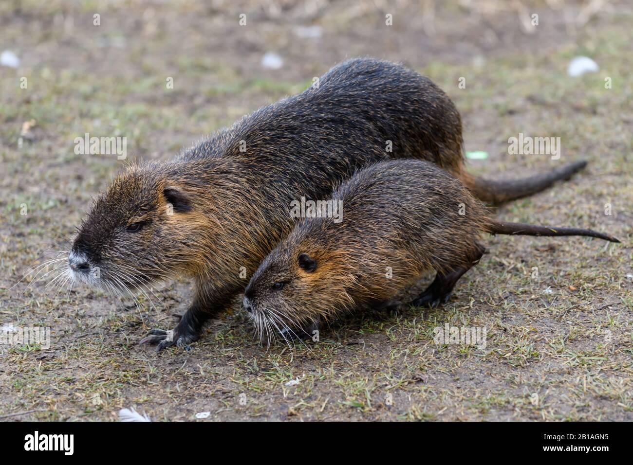 Prague nutria hi-res stock photography and images - Alamy