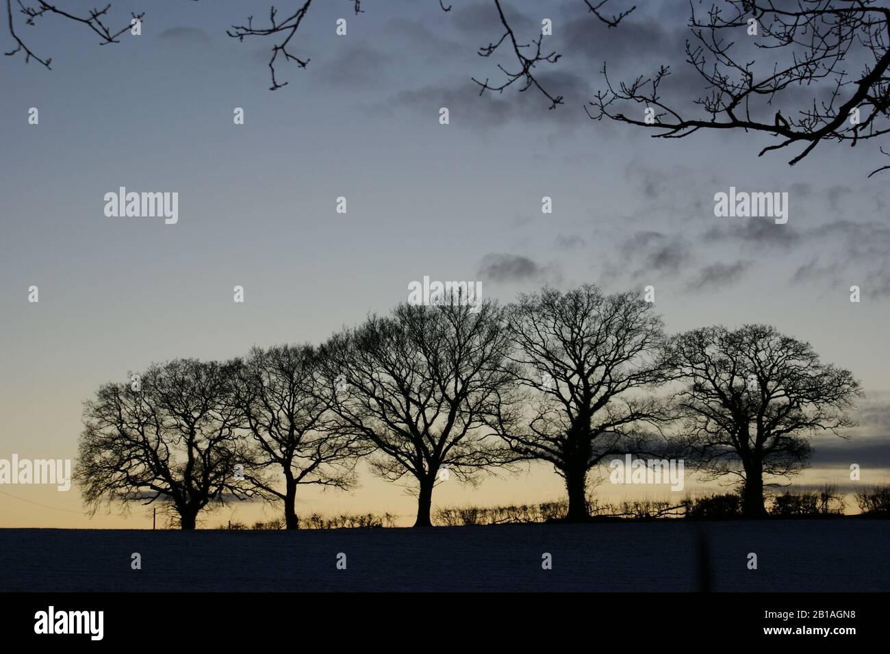 Trees in the evening Stock Photo - Alamy