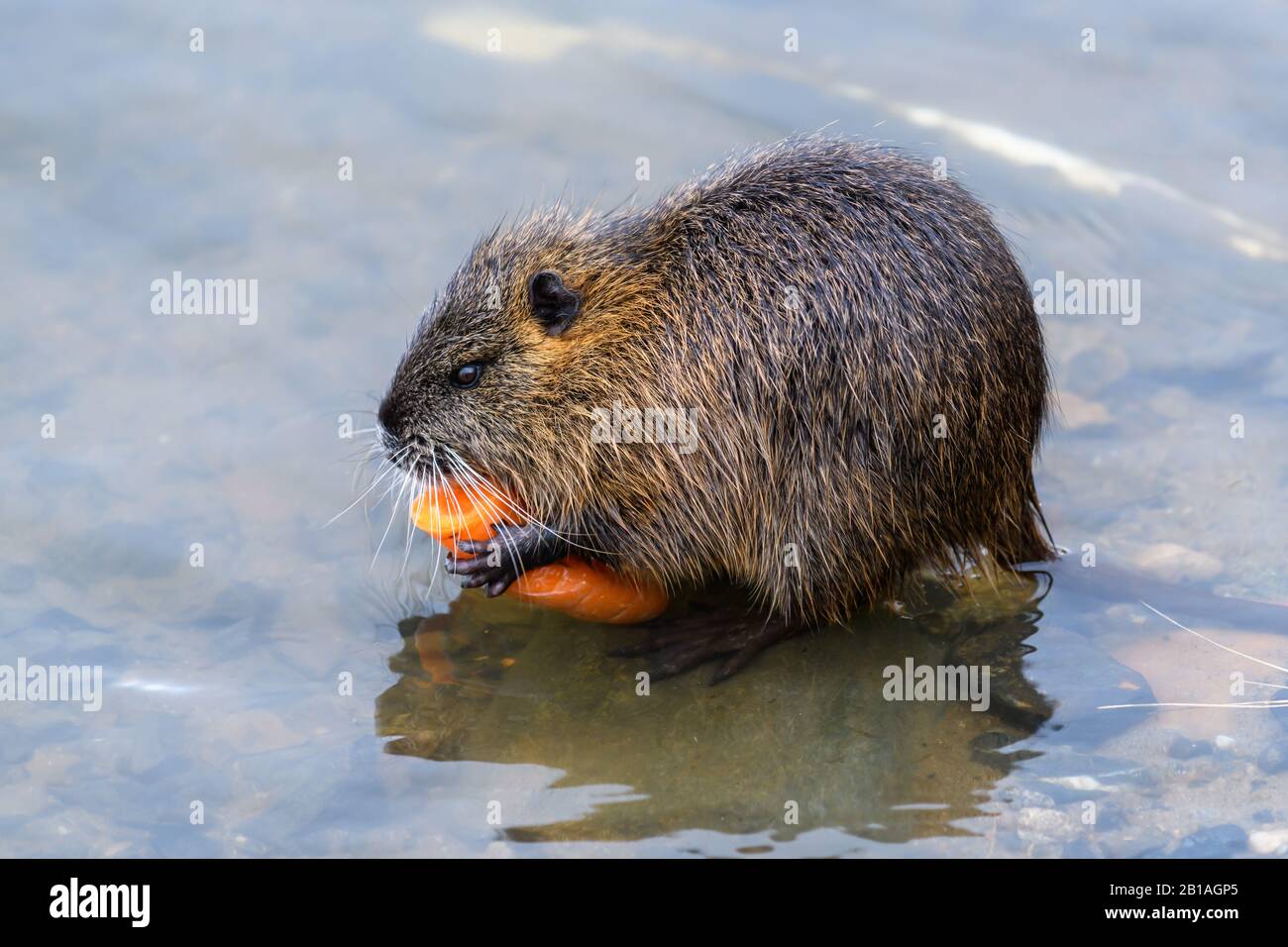 Coypu Nutria in Prague city Stock Photo - Alamy