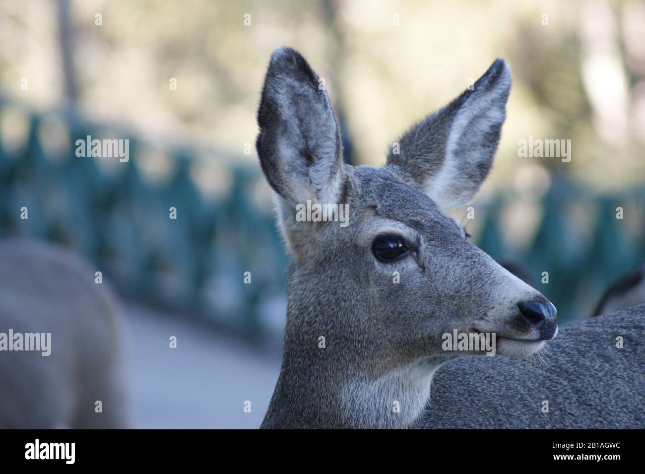 Banff deer hi-res stock photography and images - Alamy
