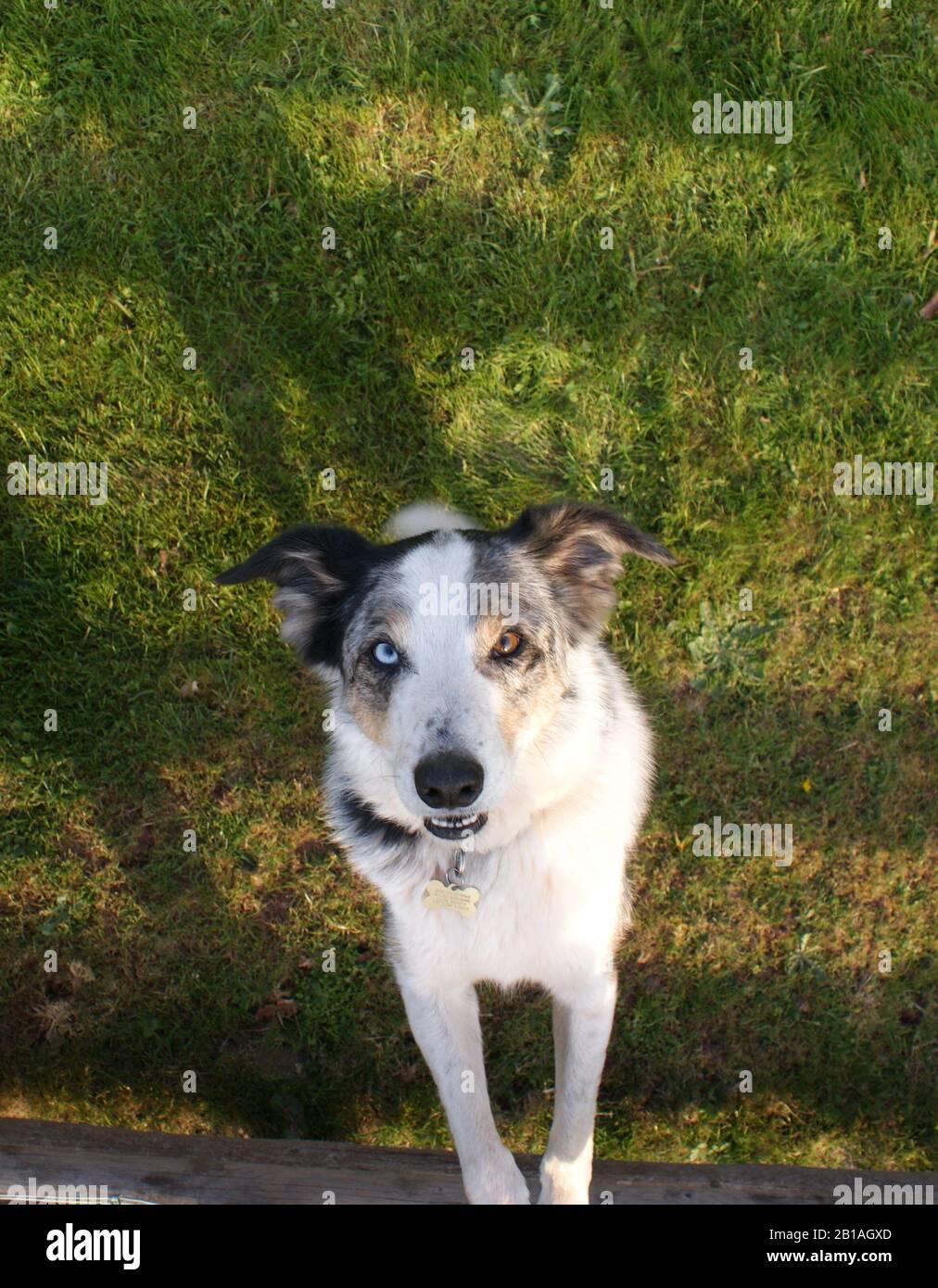 "Mouse" the dog Stock Photo - Alamy