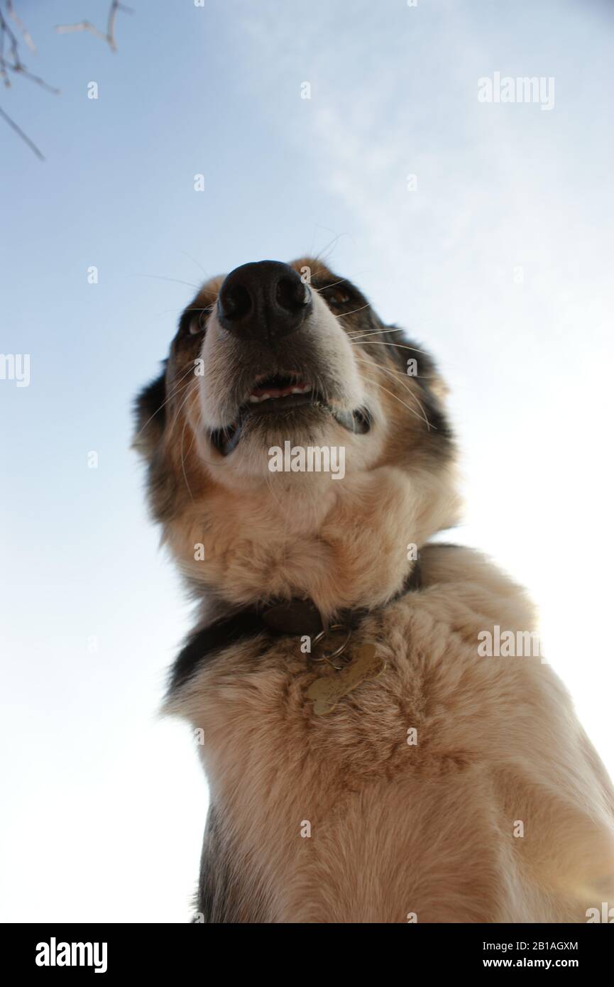 Mouse the dog hi-res stock photography and images - Alamy