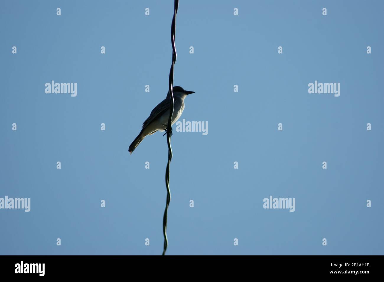 Bird on wire Stock Photo - Alamy