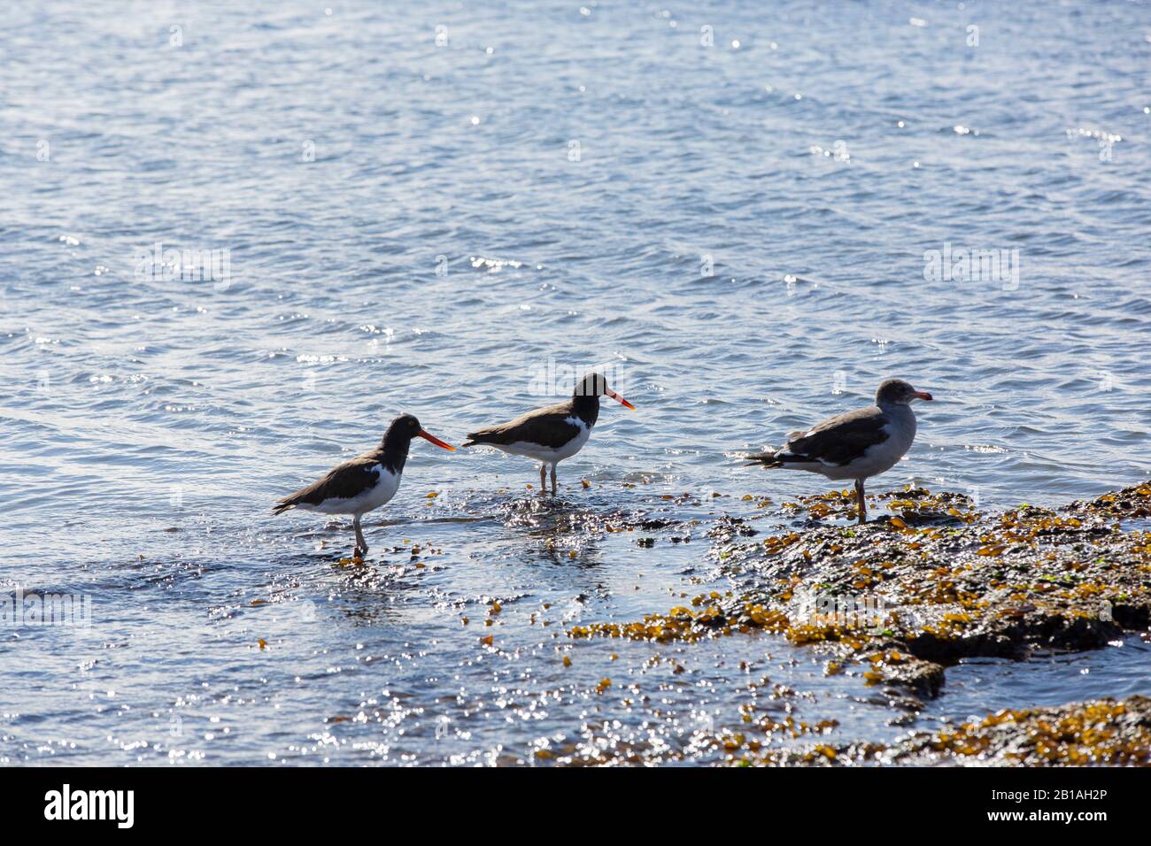 Dolphin Gull and American Oystercatcher on the beach in Punta Arenas ...
