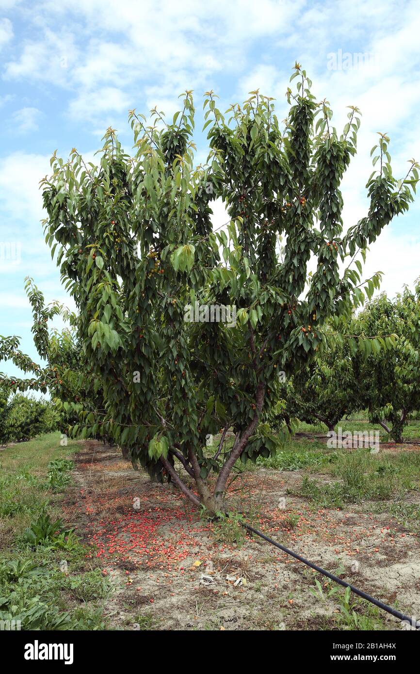 Longan trees in the garden with blue sky background . Cluster of ripe ...