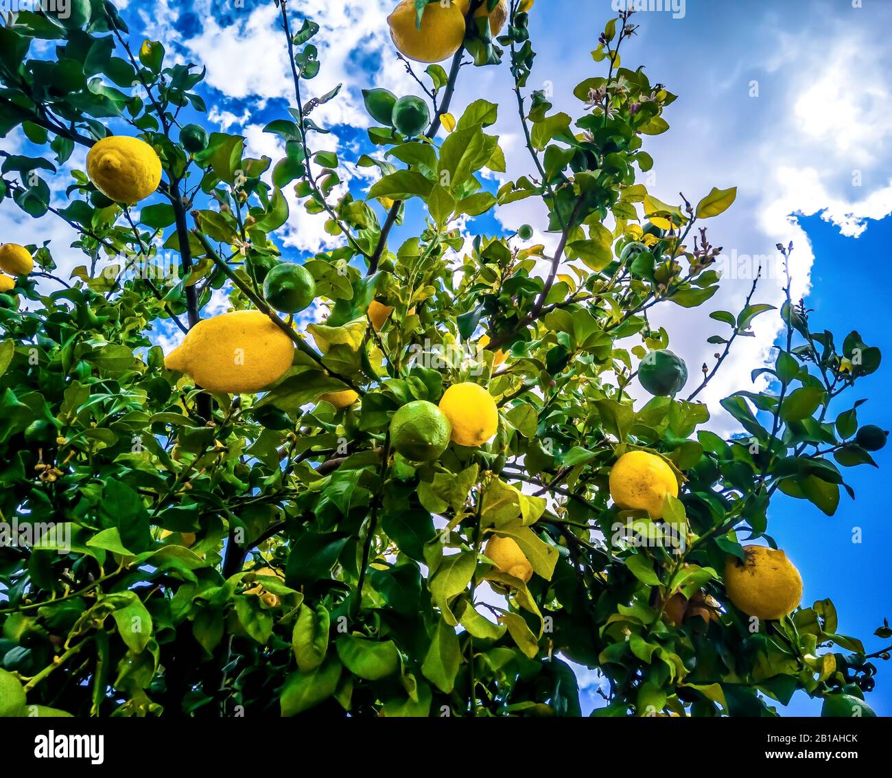 Lemon tree over blue sky with white clouds Stock Photo - Alamy