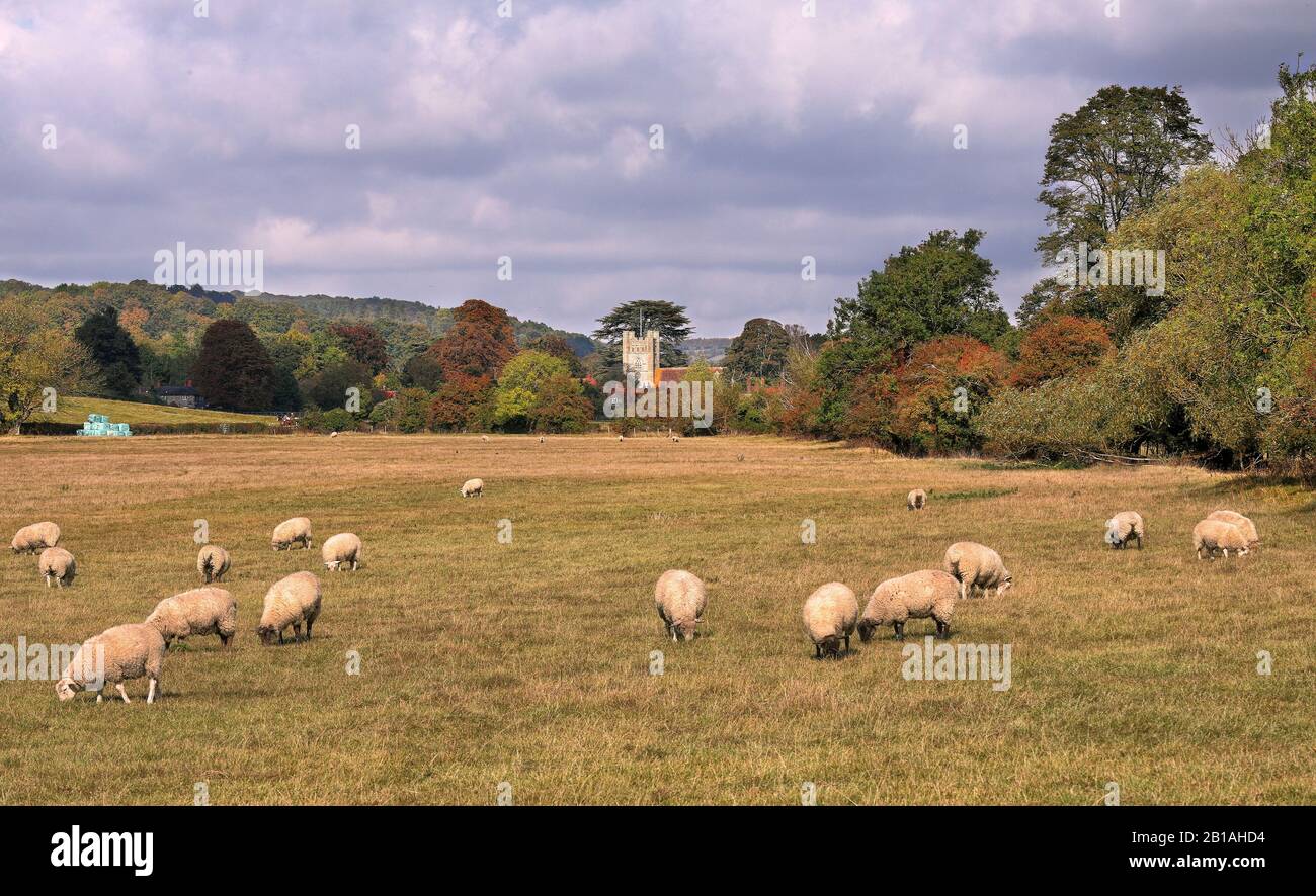 Grazing Sheep in the Chiltern Hills with Village in the background ...