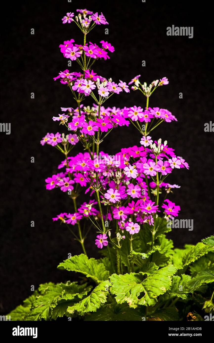 Spring fairy flowers hi-res stock photography and images - Alamy