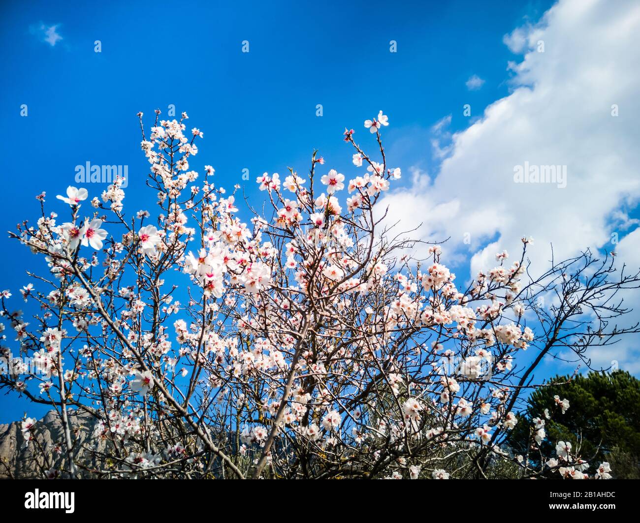 White almond tree flowers with blue sky background with white clouds ...