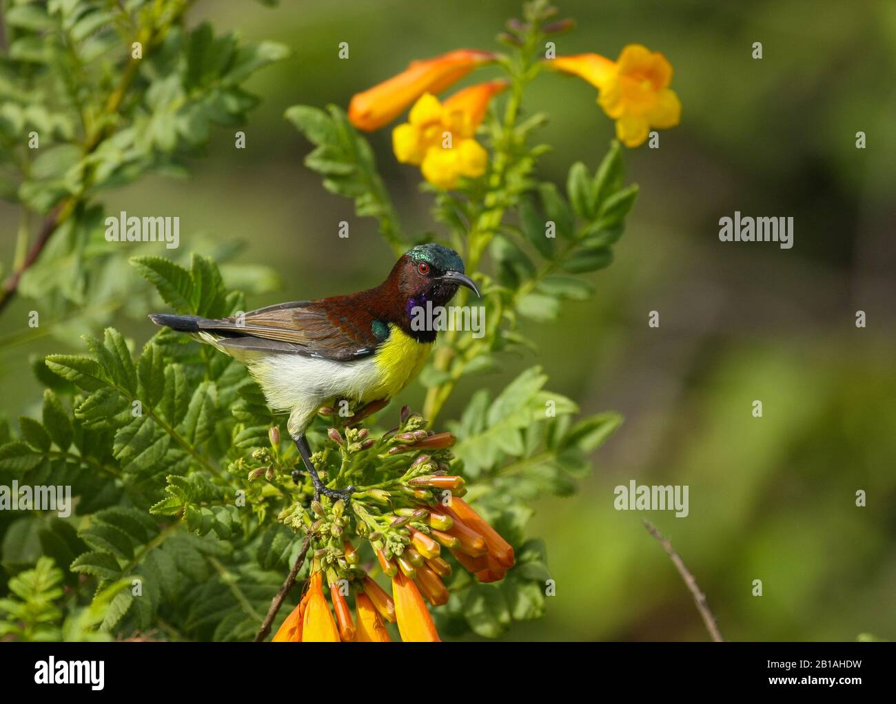 A Purple-rumped Sunbird sitting on a flowering plant. It was ...
