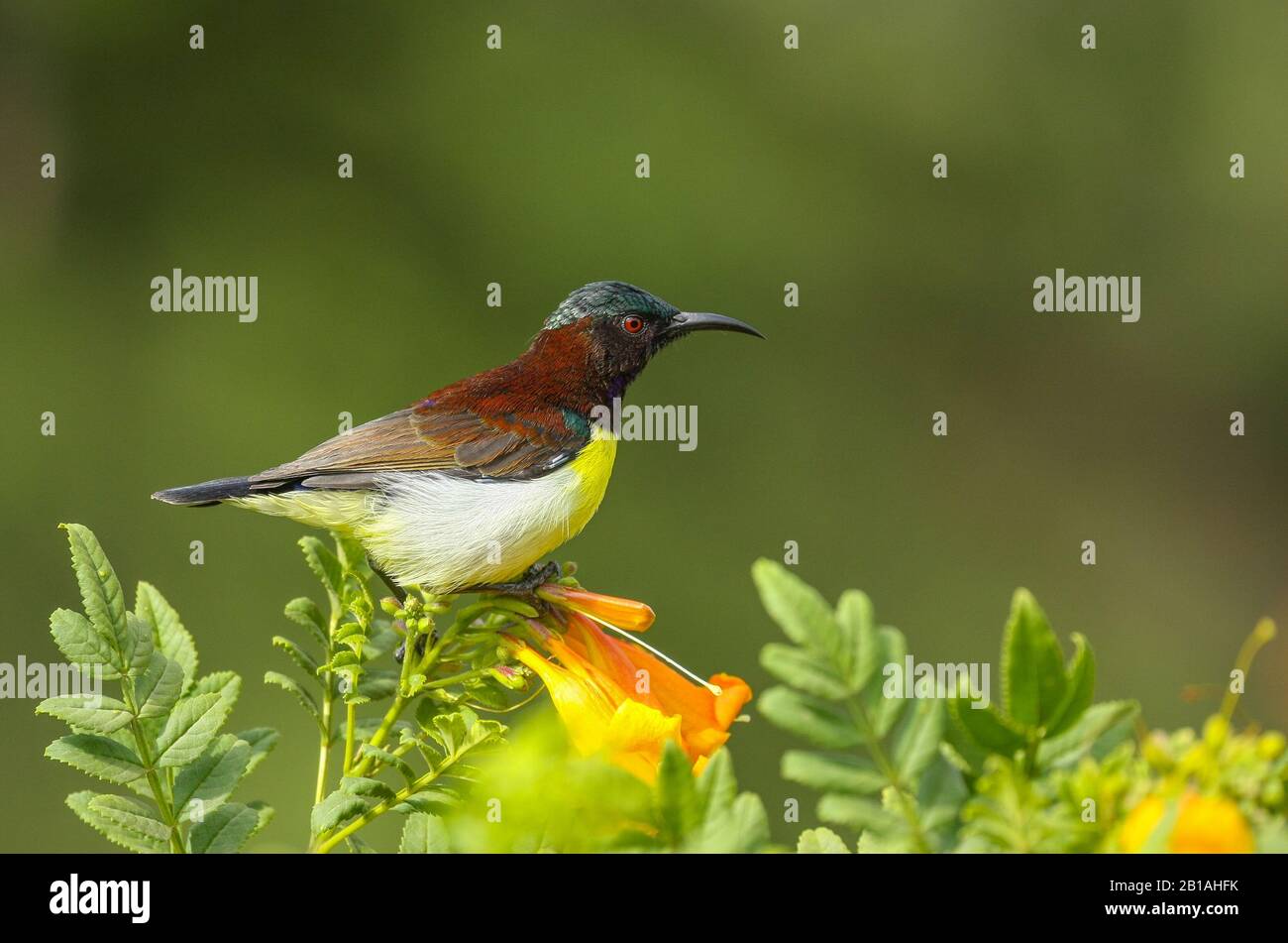 A Purple-rumped Sunbird sitting on a flowering plant. It was ...