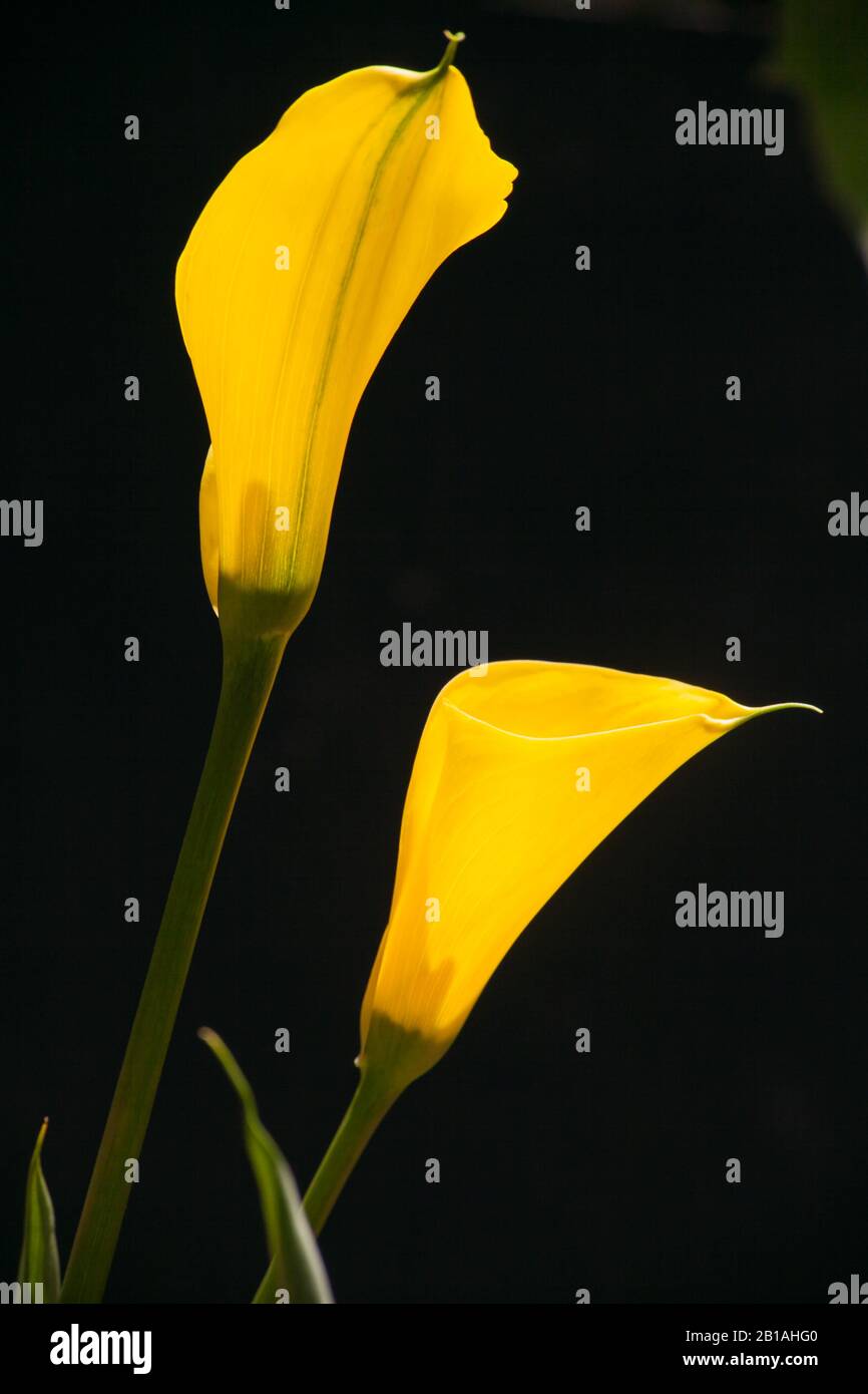 Yellow Arum Lily Zantedeschia elliottiana 1 Stock Photo - Alamy
