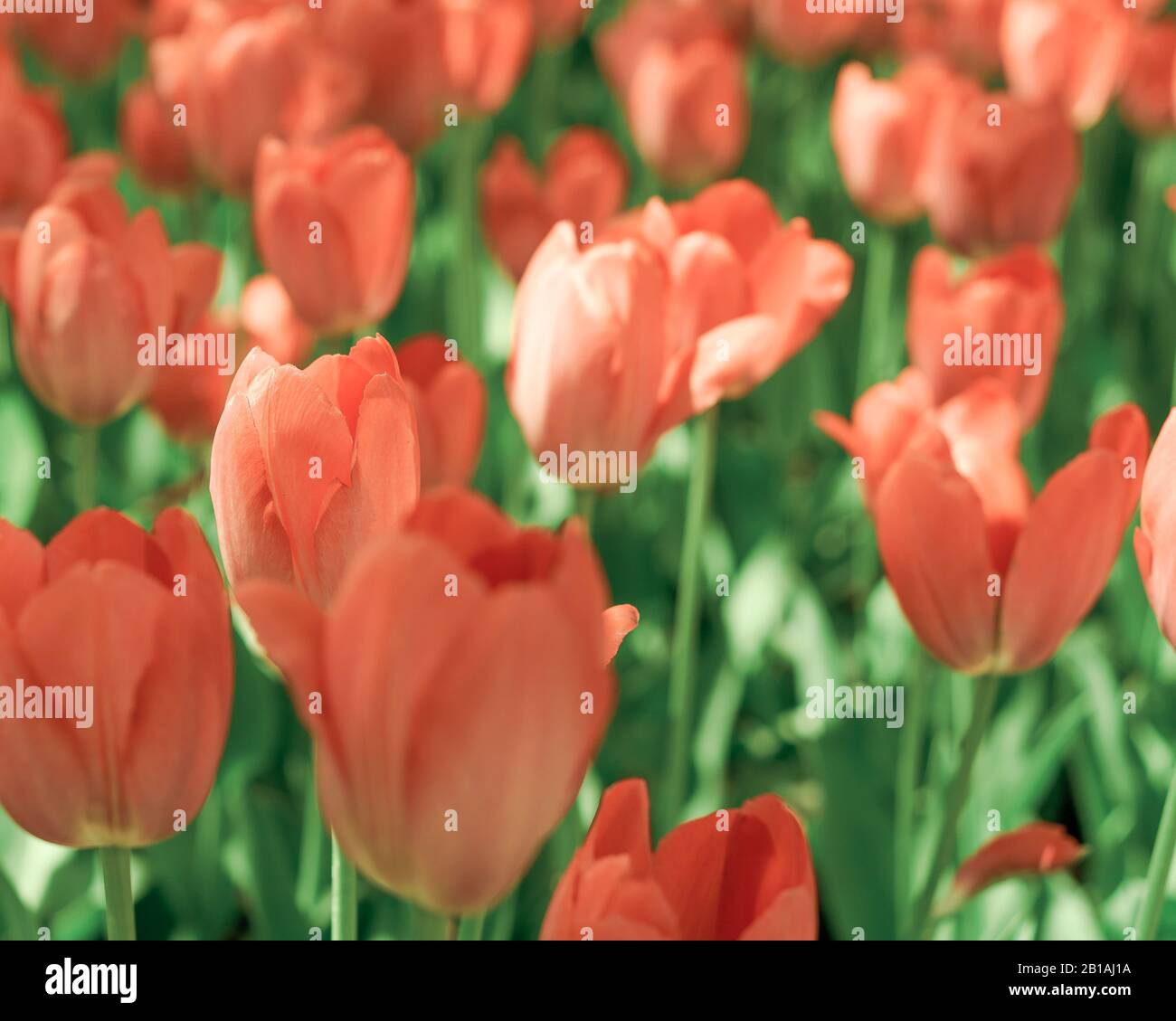 spring tulip blooms in the garden, romantic and dreamy mood, lush lava ...