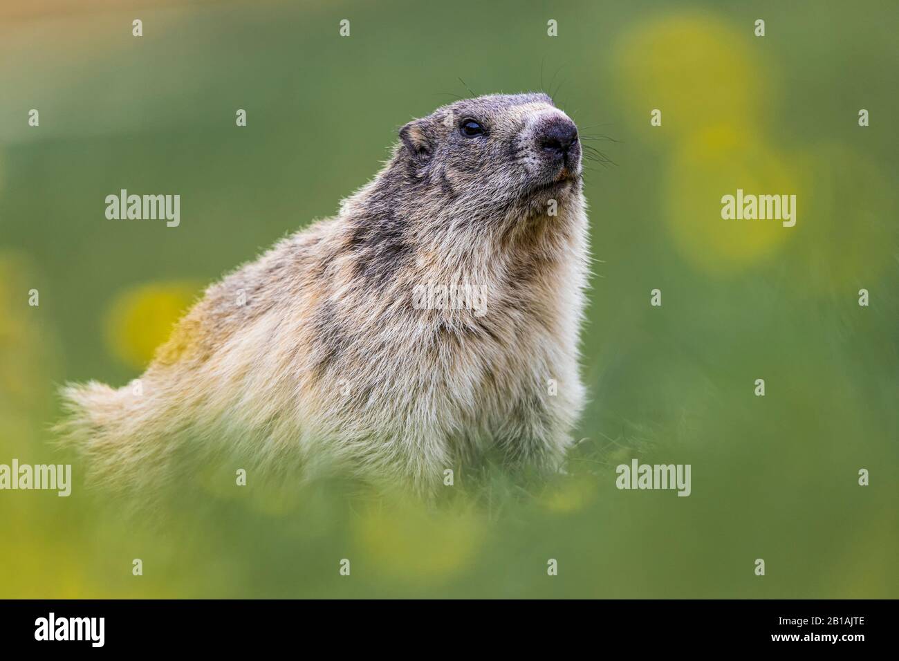 Animali di montagna hi-res stock photography and images - Alamy