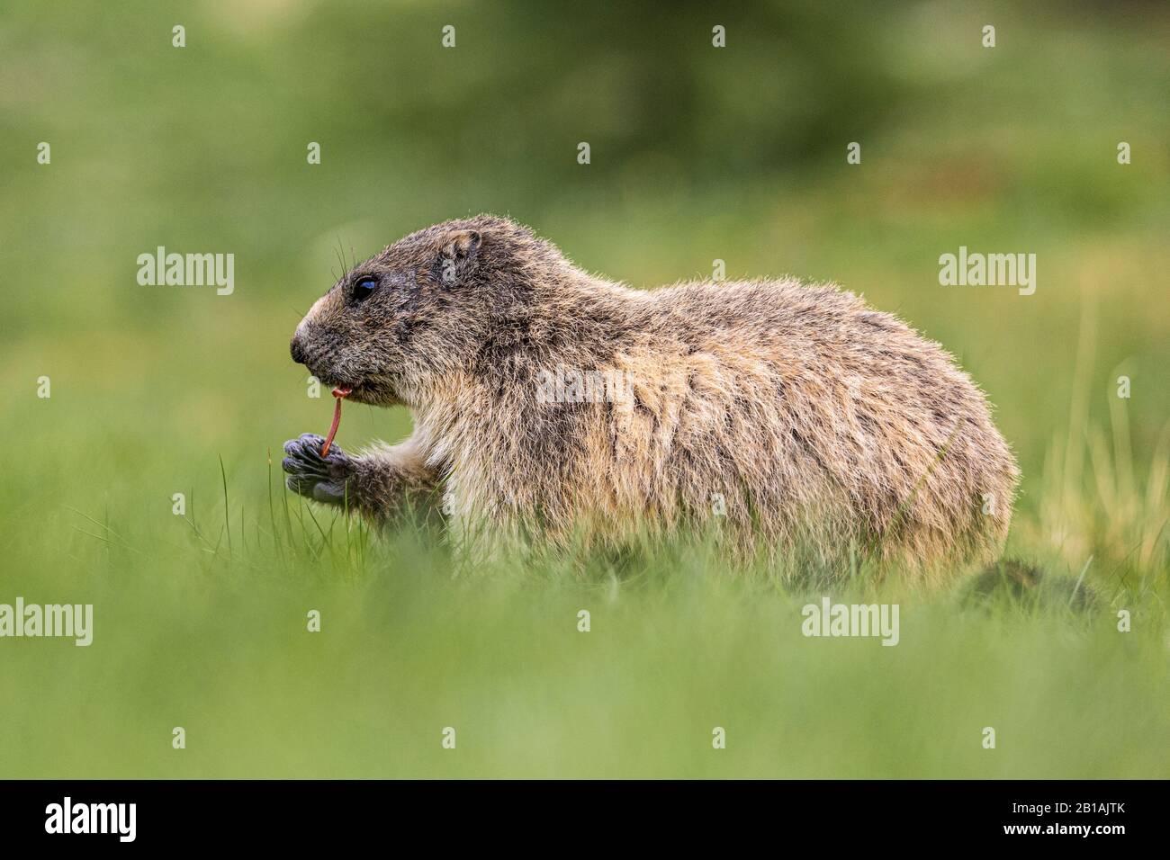 Italy Mountain Marmot Stock Photo - Alamy