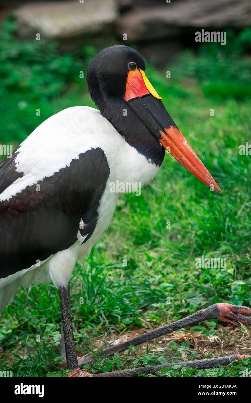 Black and white Saddle Billed Stork with colorful long beak Stock Photo ...