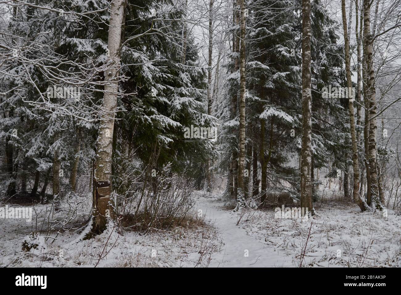 Walking path among trees hi-res stock photography and images - Alamy