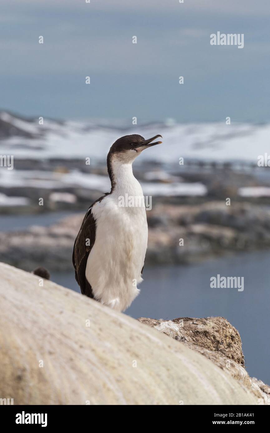 The imperial shag Leucocarbo atriceps also known as blue-eyed shag ...
