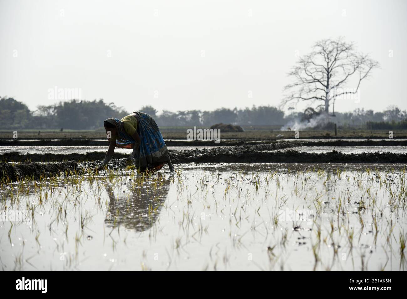 February 24, 2020, Barpeta, Assam, India: Farmer works in a paddy field ...