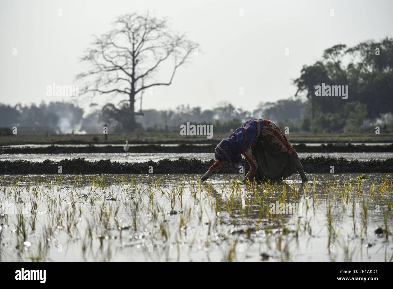 February 24, 2020, Barpeta, Assam, India: Farmer works in a paddy field ...
