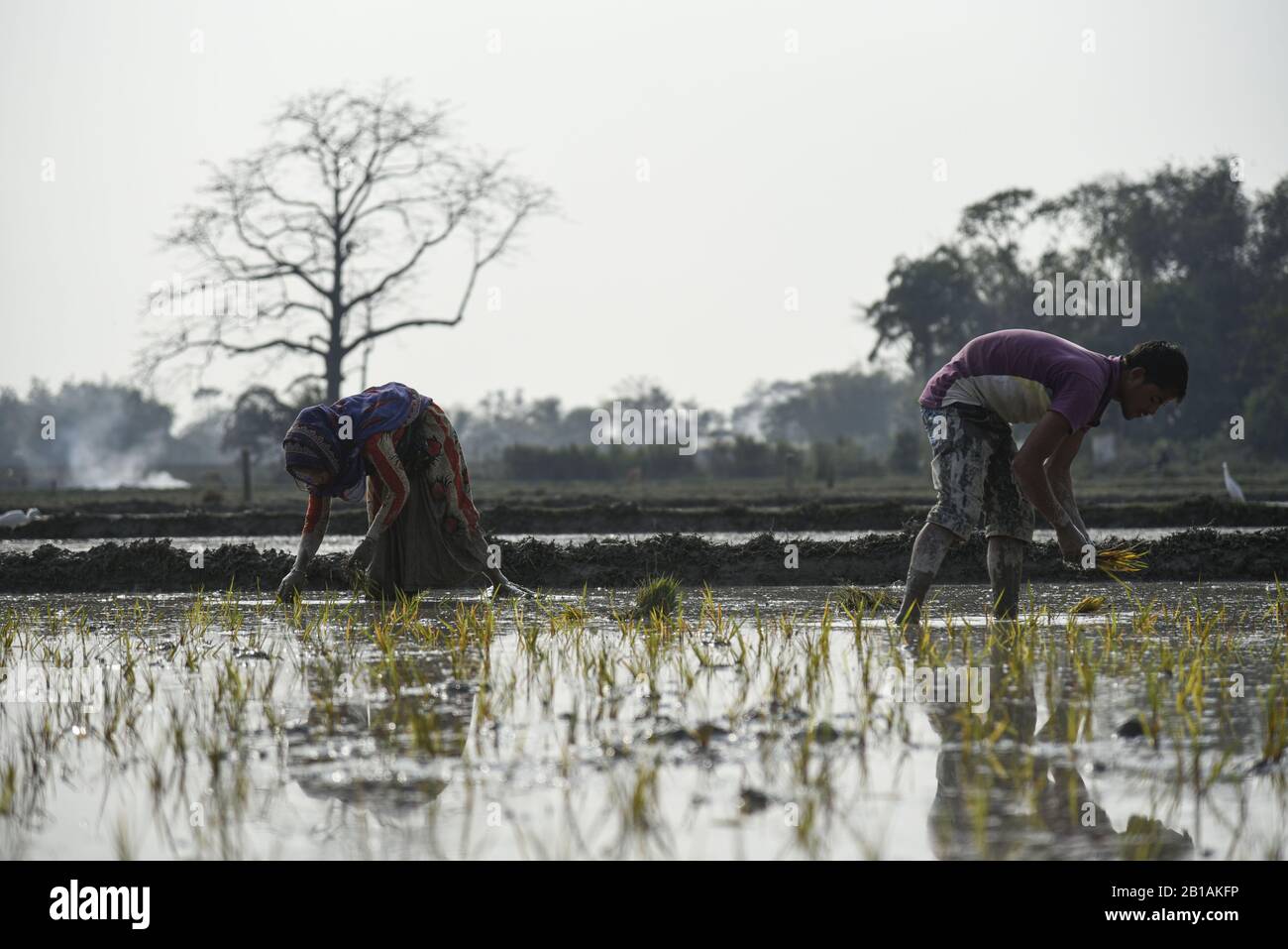 February 24, 2020, Barpeta, Assam, India: Farmer works in a paddy field ...