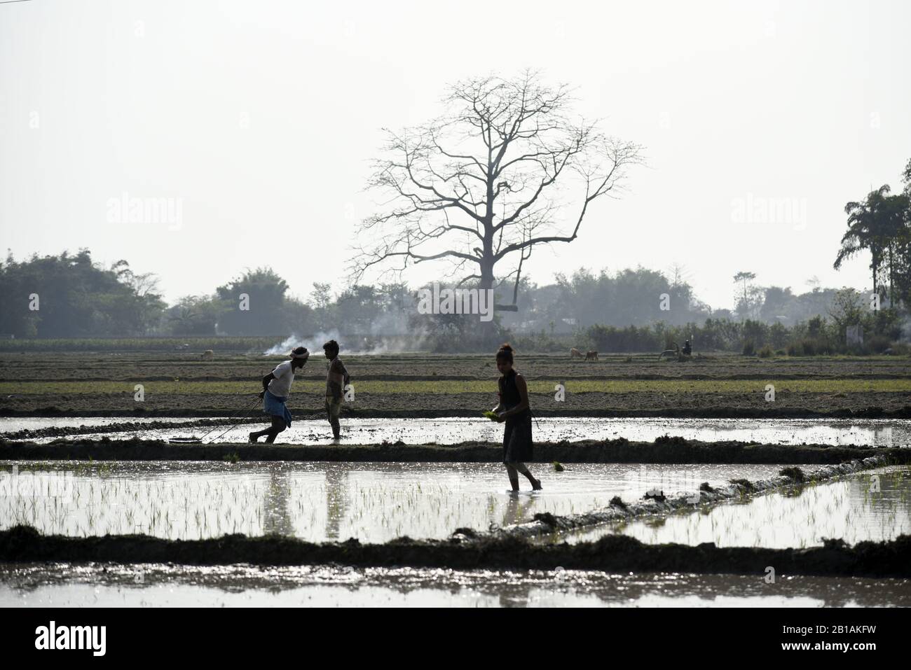 February 24, 2020, Barpeta, Assam, India: Farmer works in a paddy field ...