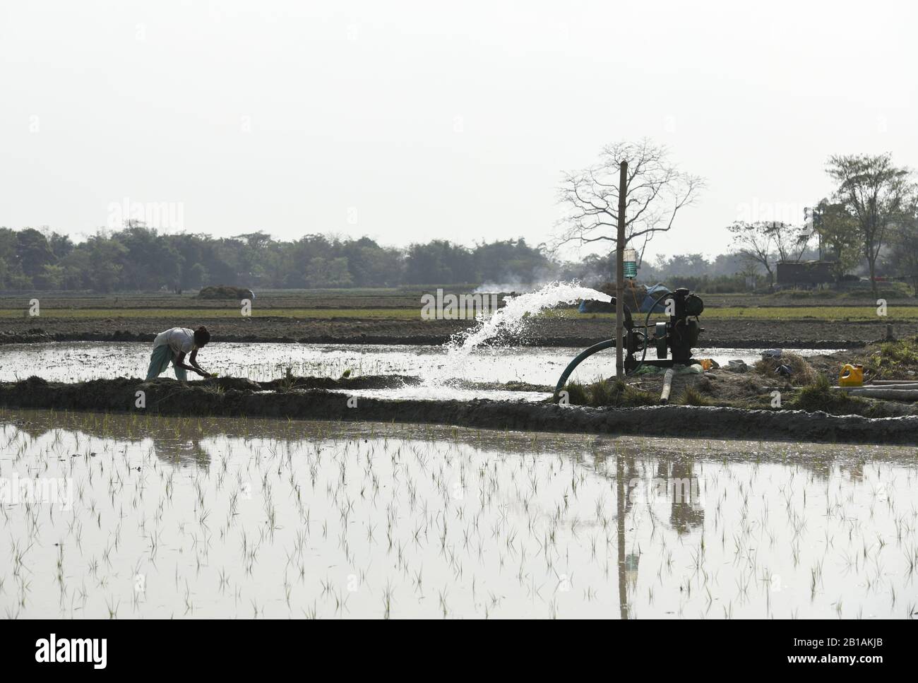 February 24, 2020, Barpeta, Assam, India: Farmer works in a paddy field ...