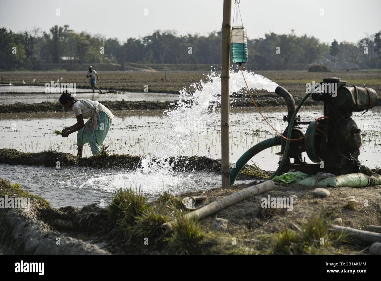 Rice sampling hi-res stock photography and images - Alamy