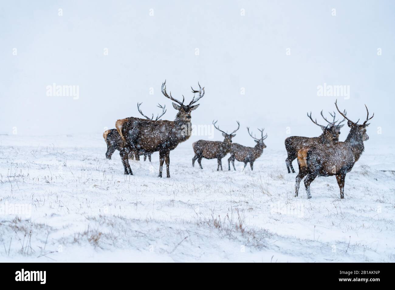 Scottish red deer (Cervus elaphus) in winter snow blizzard in Scotland ...