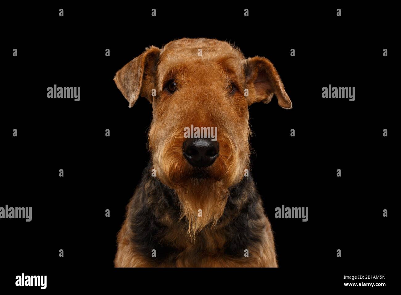 Portrait of Airedale Terrier Dog Gazing with alertness, on Isolated ...