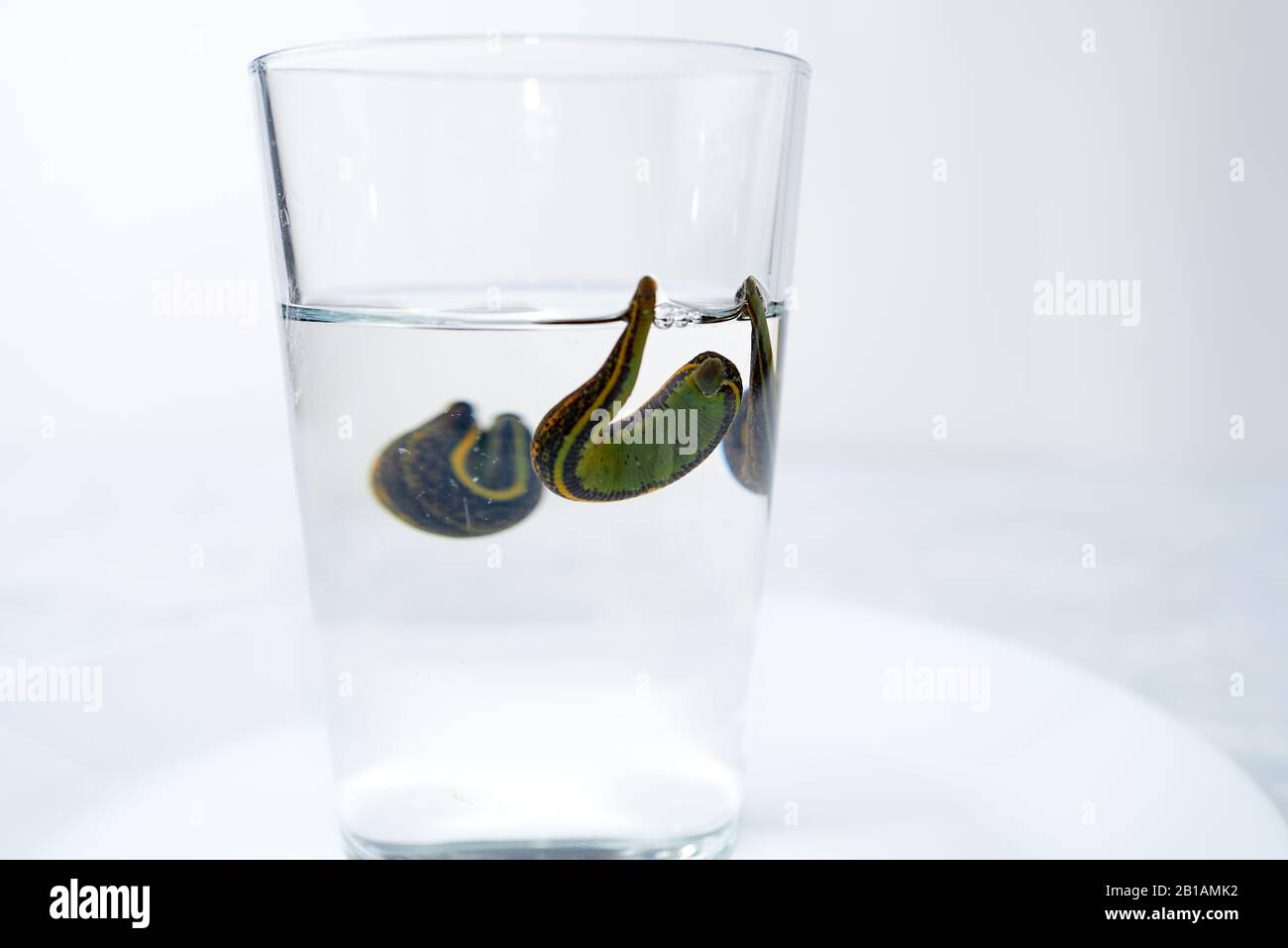 Hirudotherapy. Medical leeches in water before therapy Stock Photo - Alamy