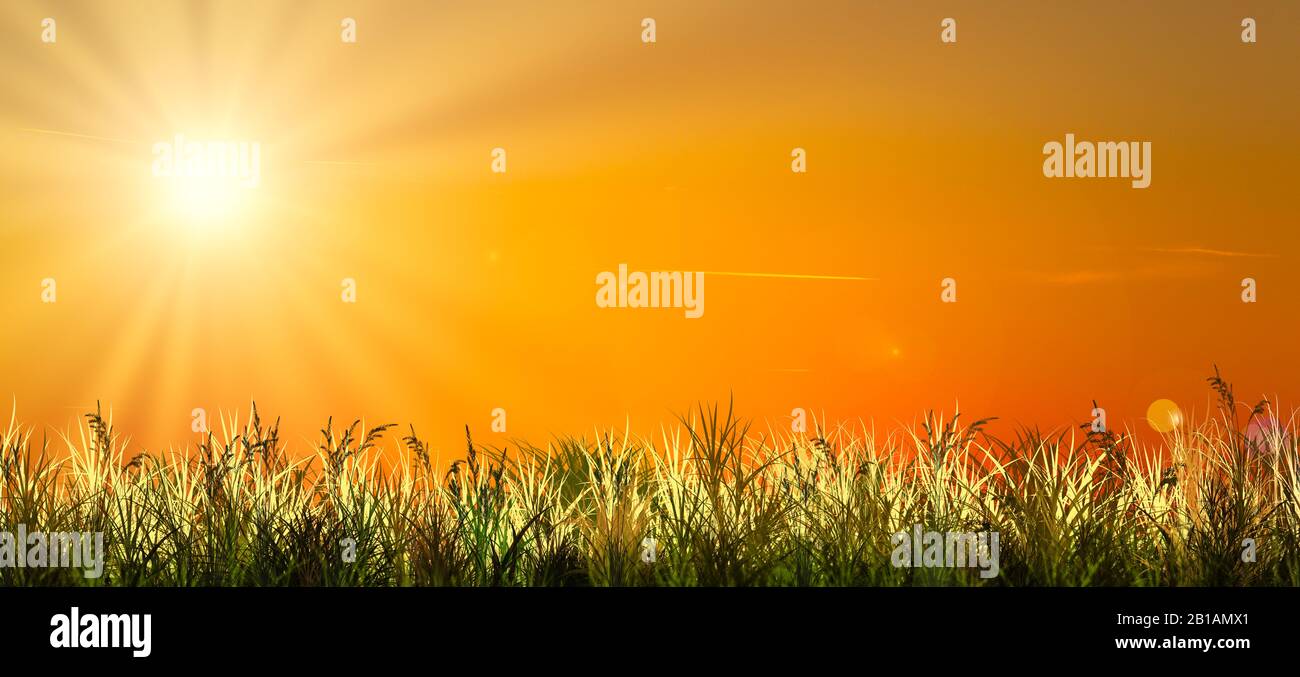 Green grass field with sunset sky on a background Stock Photo - Alamy