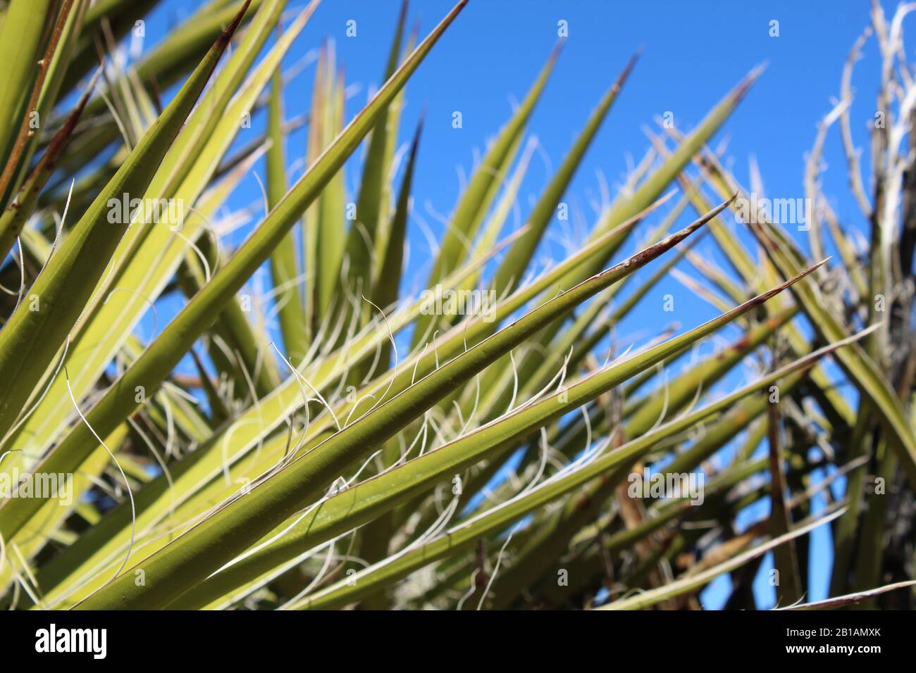 Fibers on spiky foliage of the native Yucca Schidigera, Mojave Yucca ...