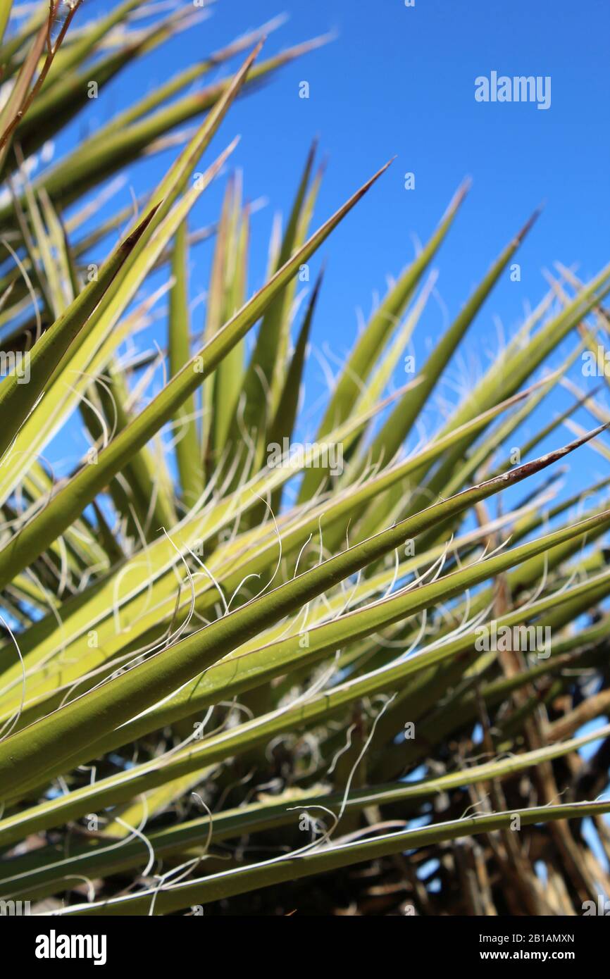 Spiky yucca plant hi-res stock photography and images - Alamy