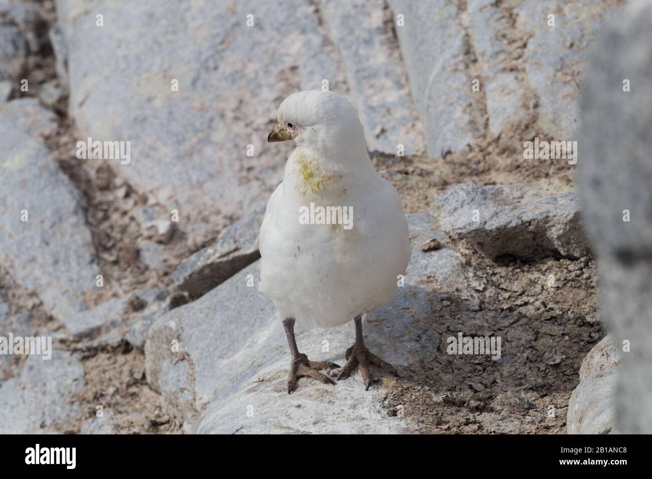 The snowy sheathbill Chionis albus , also known as the greater ...