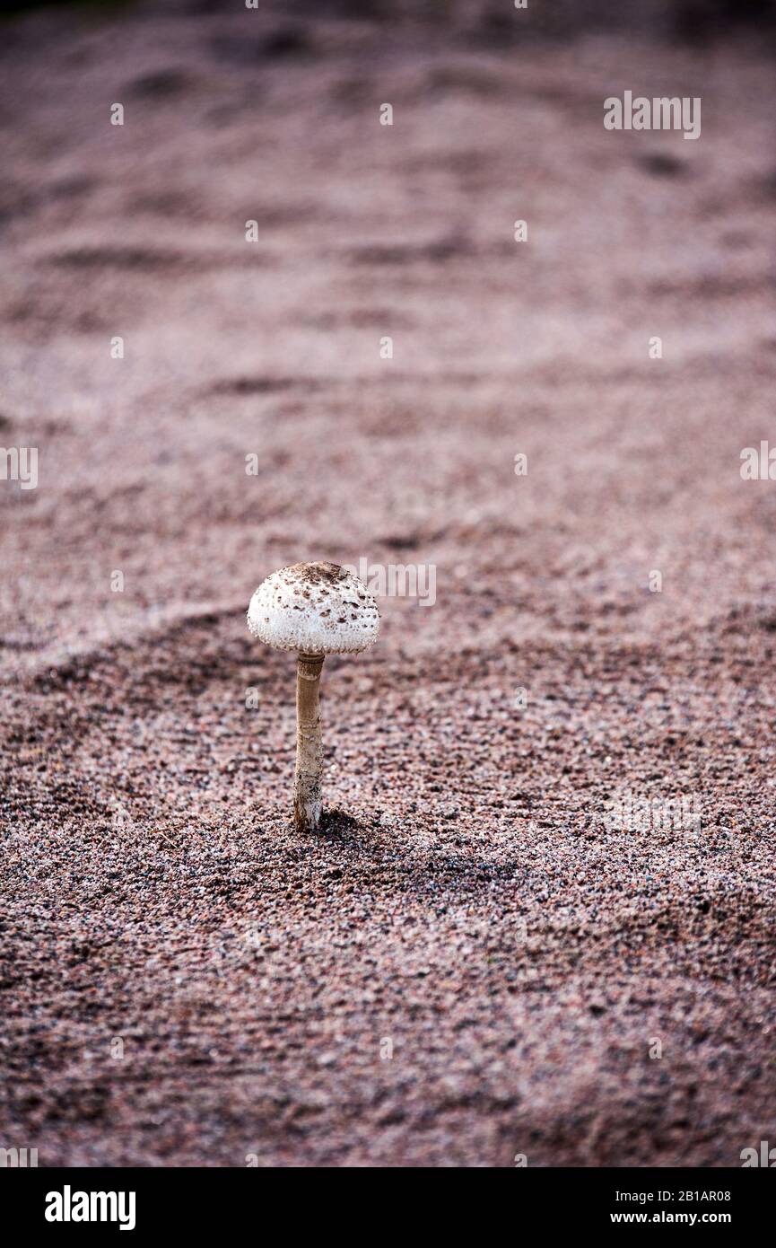 Mushroom growing in sand bunker Stock Photo - Alamy