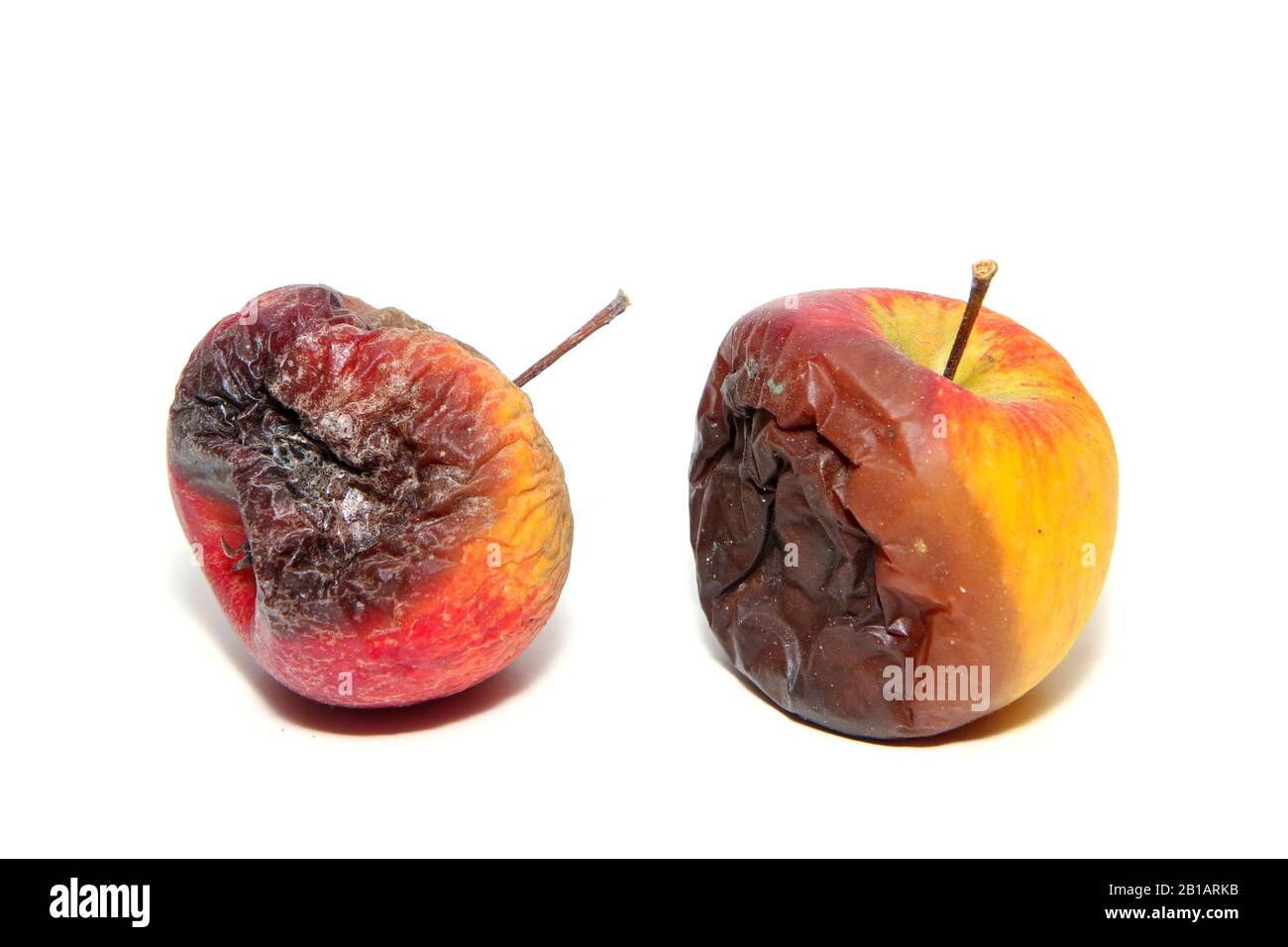Two rotten and uneatable apples. Isolated on a white background Stock ...
