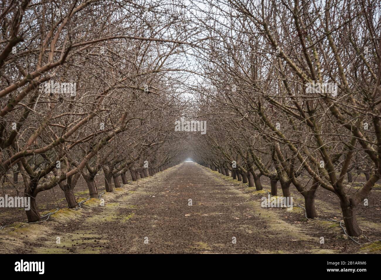 Orchard with trees in a row Stock Photo - Alamy