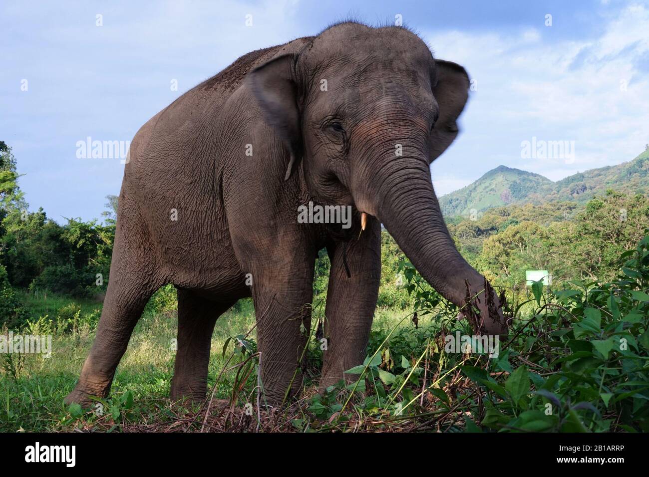 A Sumatran elephant (Elephas maximus sumatranus) was seen at the ...