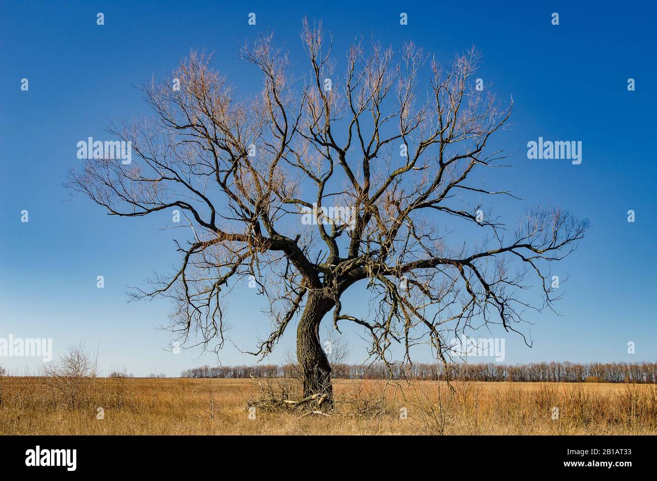 Big dry lonely tree. Lack of water because of global warming Stock ...