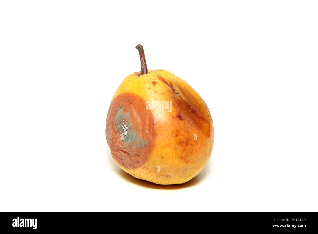 One mouldy pear. Rotten and uneatable. Isolated on white background ...