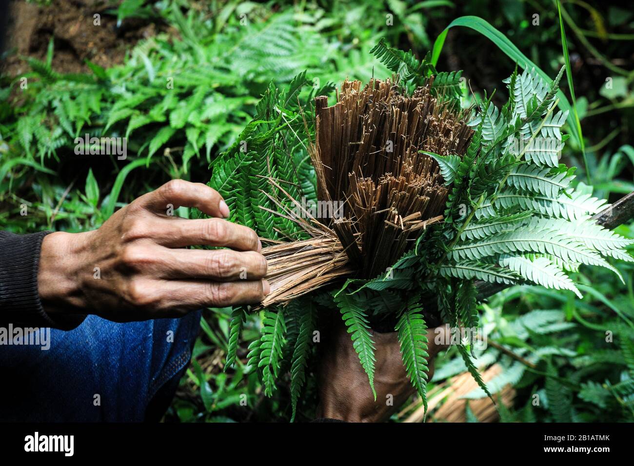 A beekeeper hunt honey bee in the forest area Cipunagara, Cisalak ...