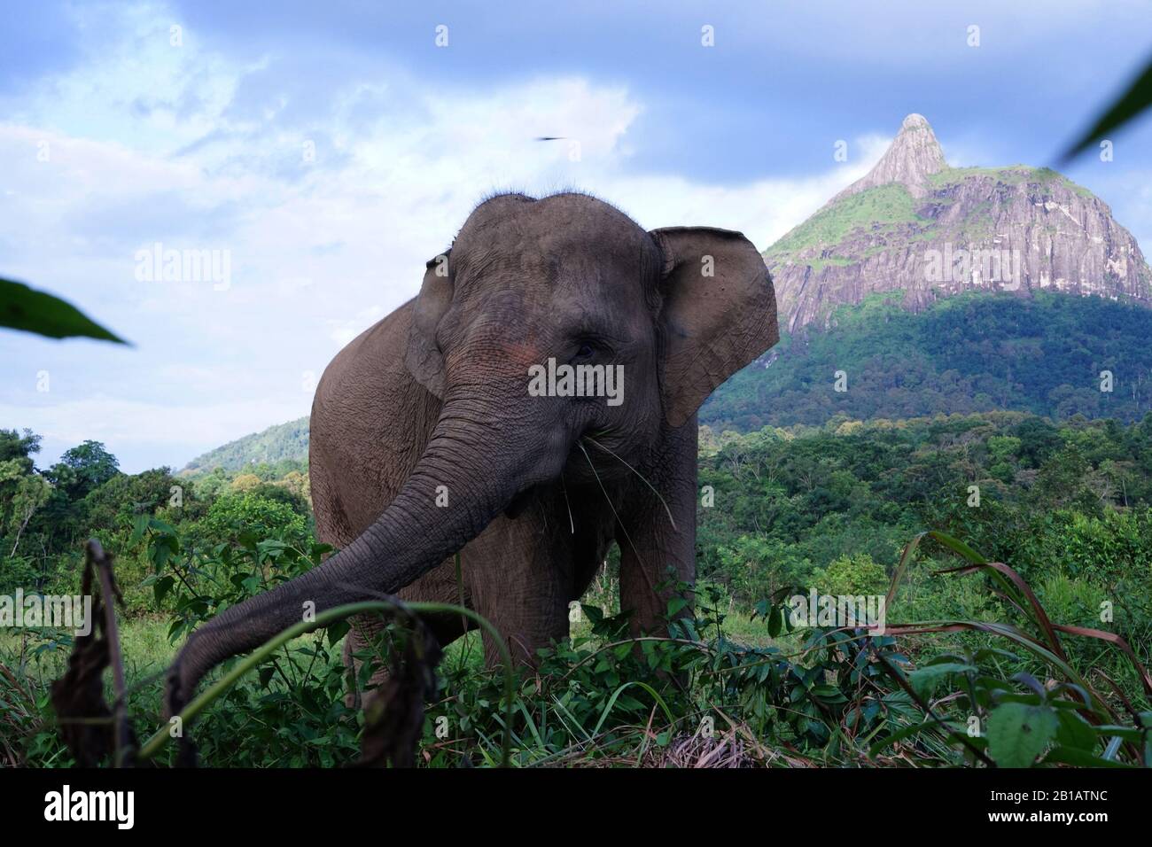 A Sumatran elephant (Elephas maximus sumatranus) was seen at the ...
