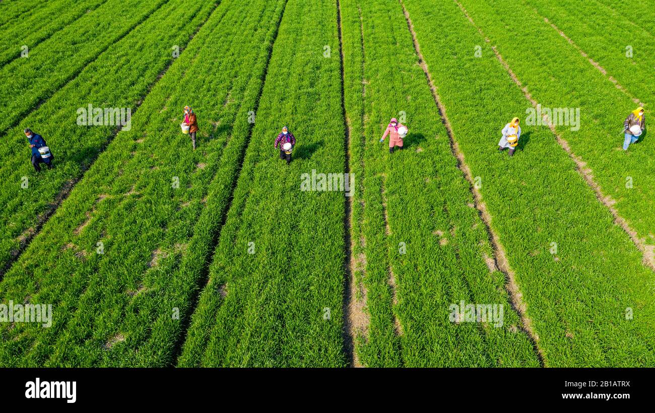 Farmer ploughing field in china hi-res stock photography and images - Alamy