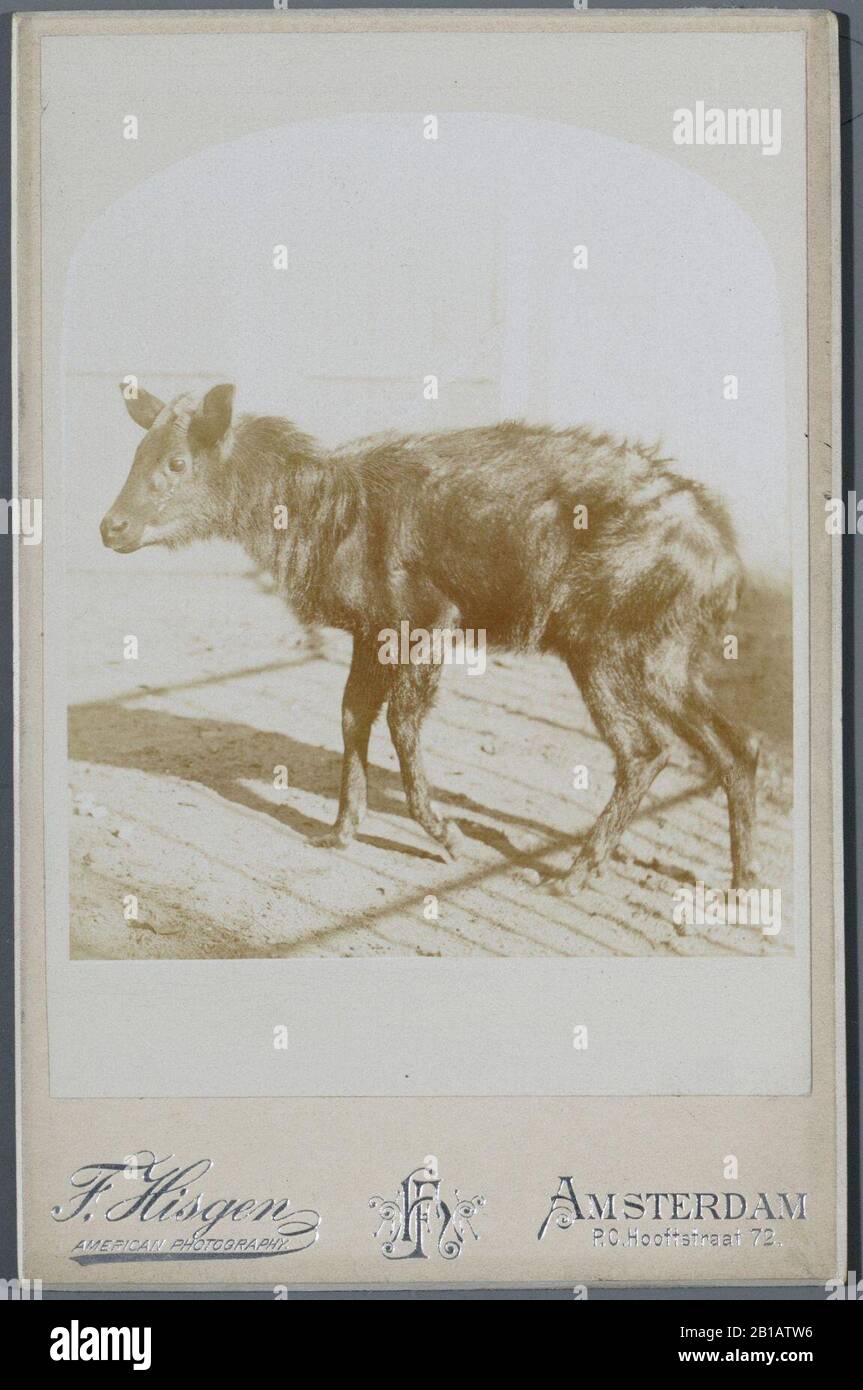 Friedrich carel hisgen hi-res stock photography and images - Alamy